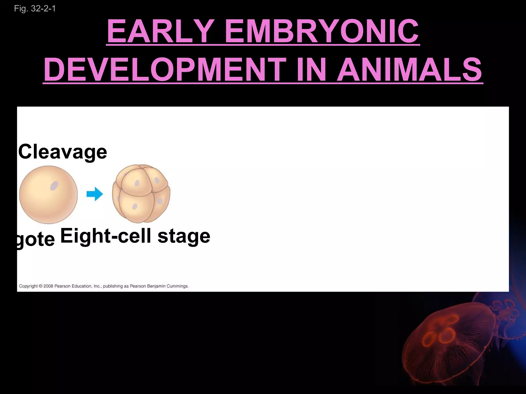 Unit 4 biodiversity of animals invertebrates | PPT