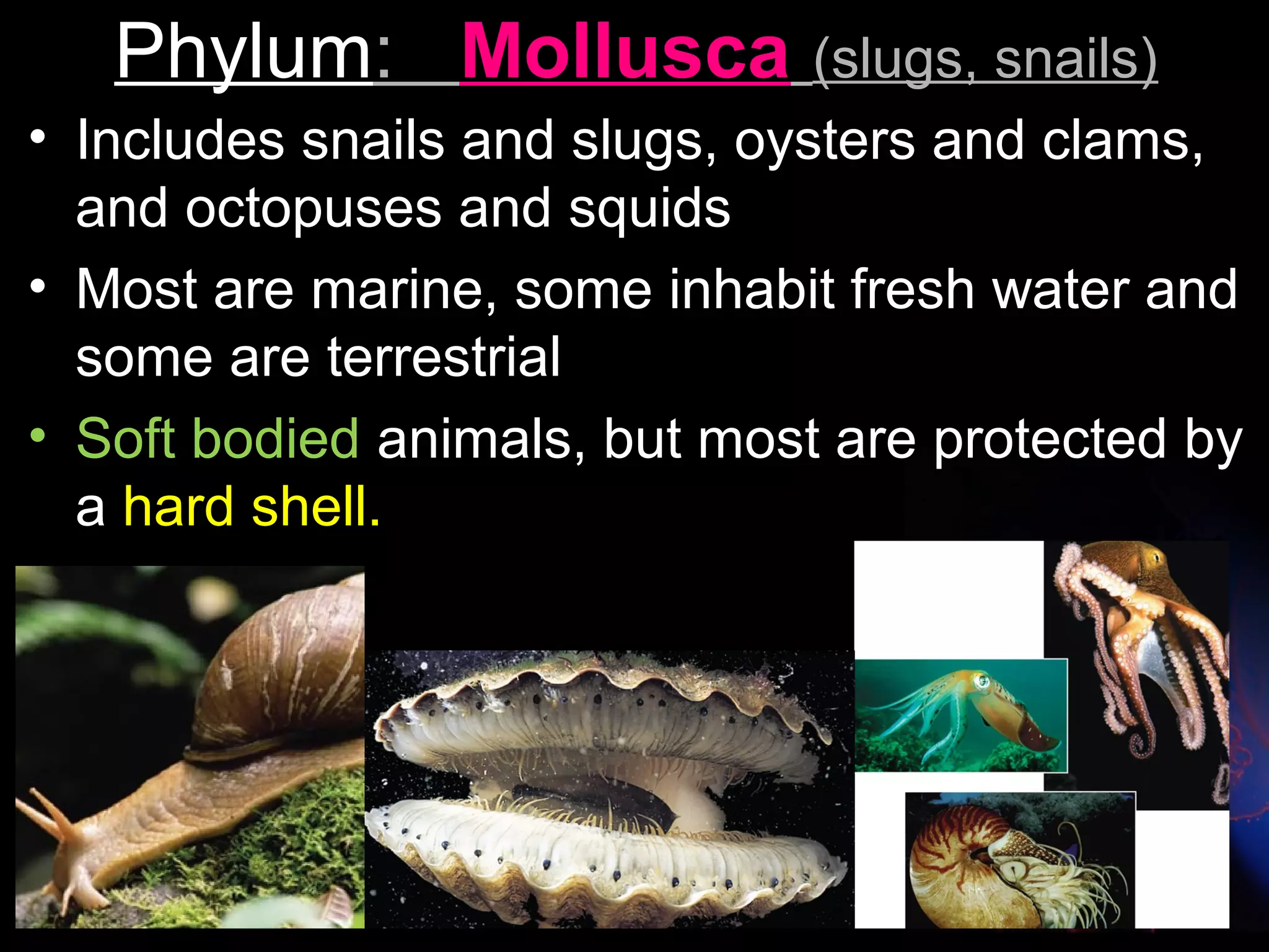 Unit 4 biodiversity of animals invertebrates | PPT