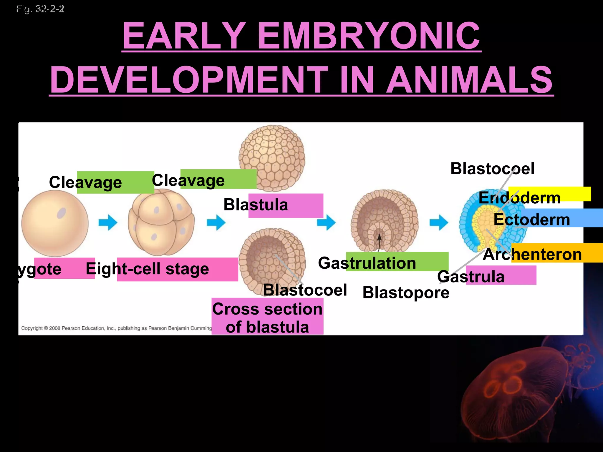 Unit 4 biodiversity of animals invertebrates | PPT