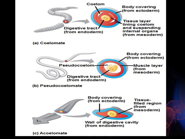 Unit 4 biodiversity of animals invertebrates | PPT