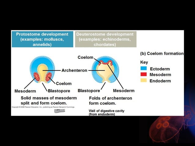 Unit 4 biodiversity of animals invertebrates | PPT