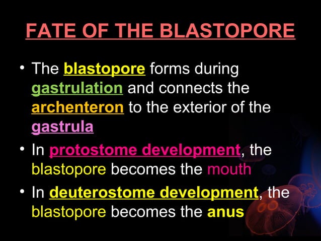 Unit 4 biodiversity of animals invertebrates | PPT