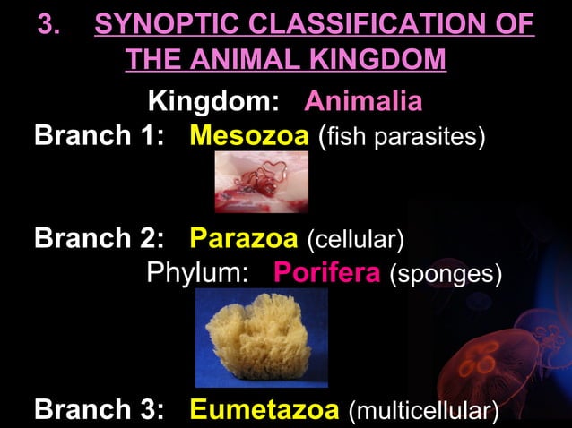 Unit 4 biodiversity of animals invertebrates | PPT
