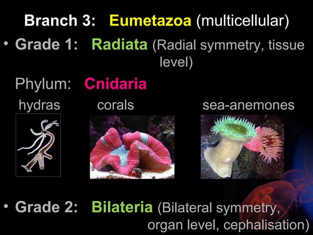 Unit 4 biodiversity of animals invertebrates | PPT