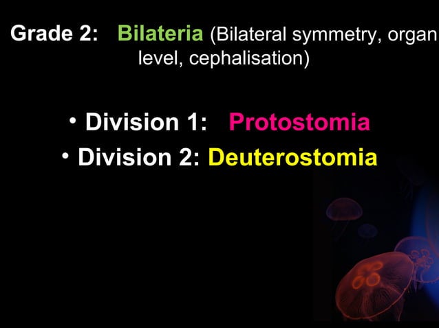 Unit 4 biodiversity of animals invertebrates | PPT