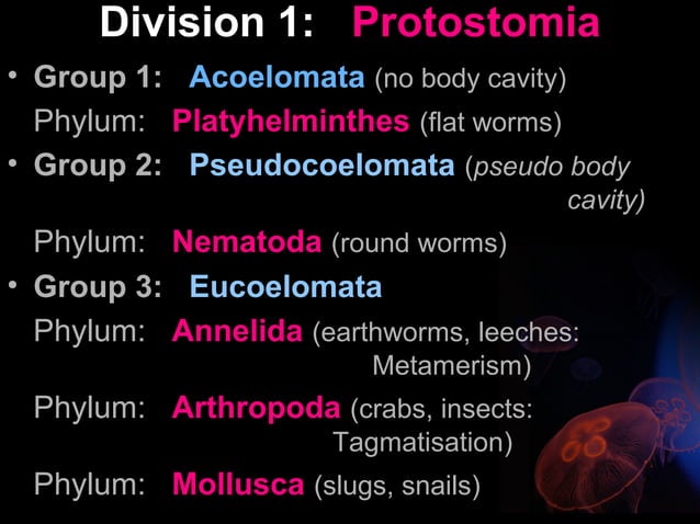 Unit 4 biodiversity of animals invertebrates | PPT