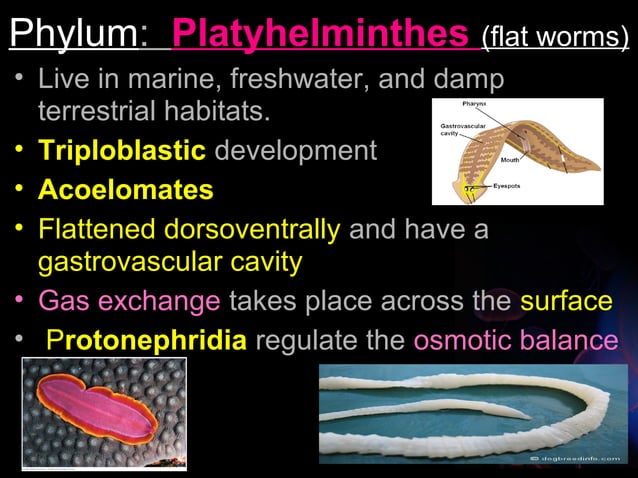 Unit 4 biodiversity of animals invertebrates | PPT