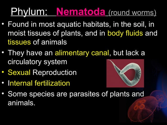 Unit 4 biodiversity of animals invertebrates | PPT
