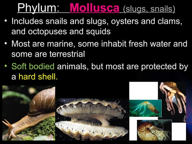 Unit 4 biodiversity of animals invertebrates | PPT