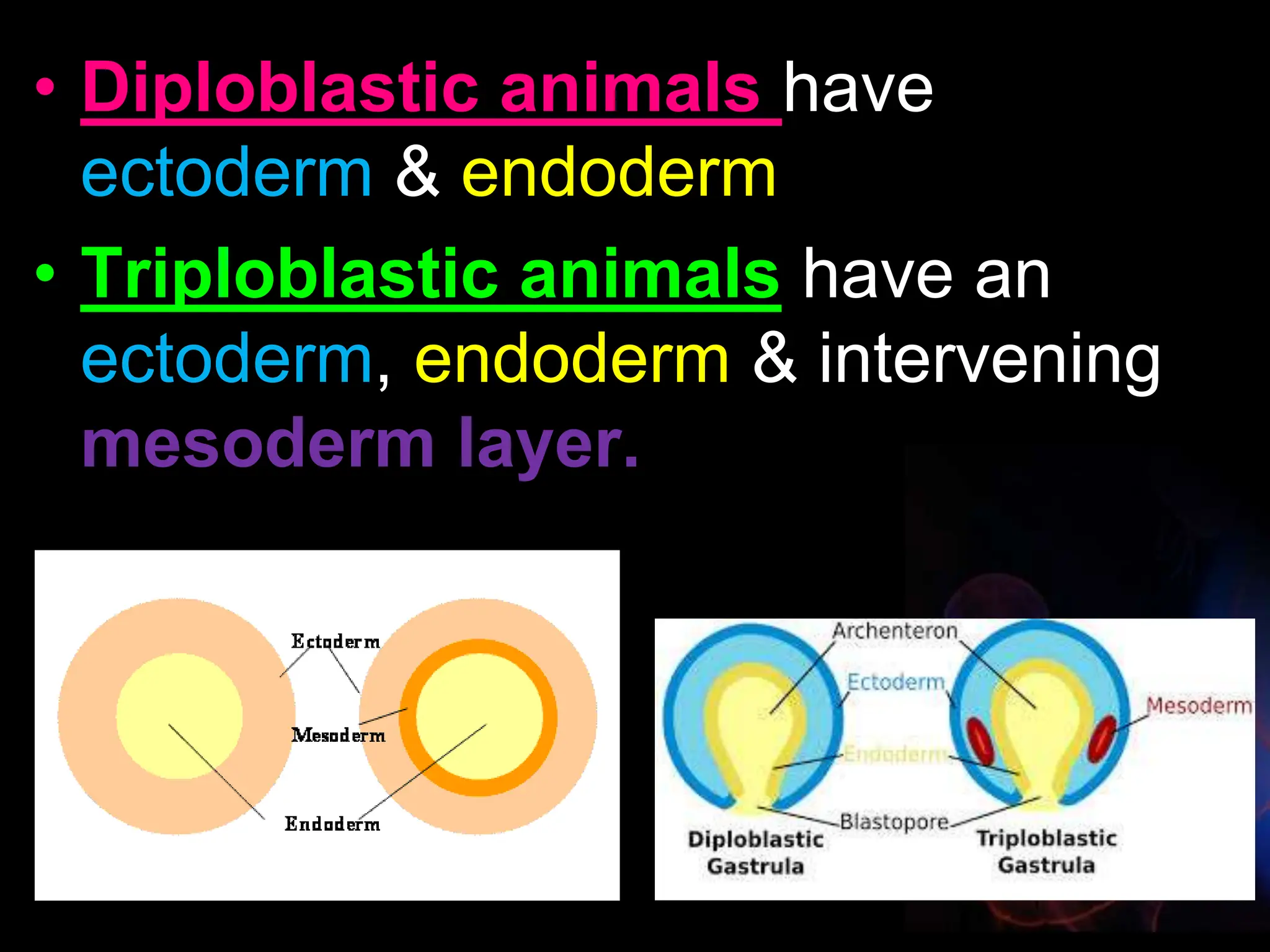 BIODIVERSITY OF ANIMALS INVERTEBRATES Lecture 2.ppt | Biological ...