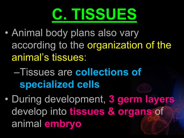 BIODIVERSITY OF ANIMALS INVERTEBRATES Lecture 2.ppt | Biological ...