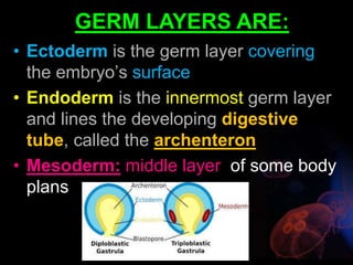 BIODIVERSITY OF ANIMALS INVERTEBRATES Lecture 2.ppt