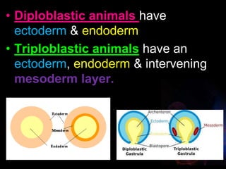 BIODIVERSITY OF ANIMALS INVERTEBRATES Lecture 2.ppt | Biological ...