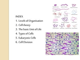 Unit4: Cells | PPTX | Biological Sciences | Science
