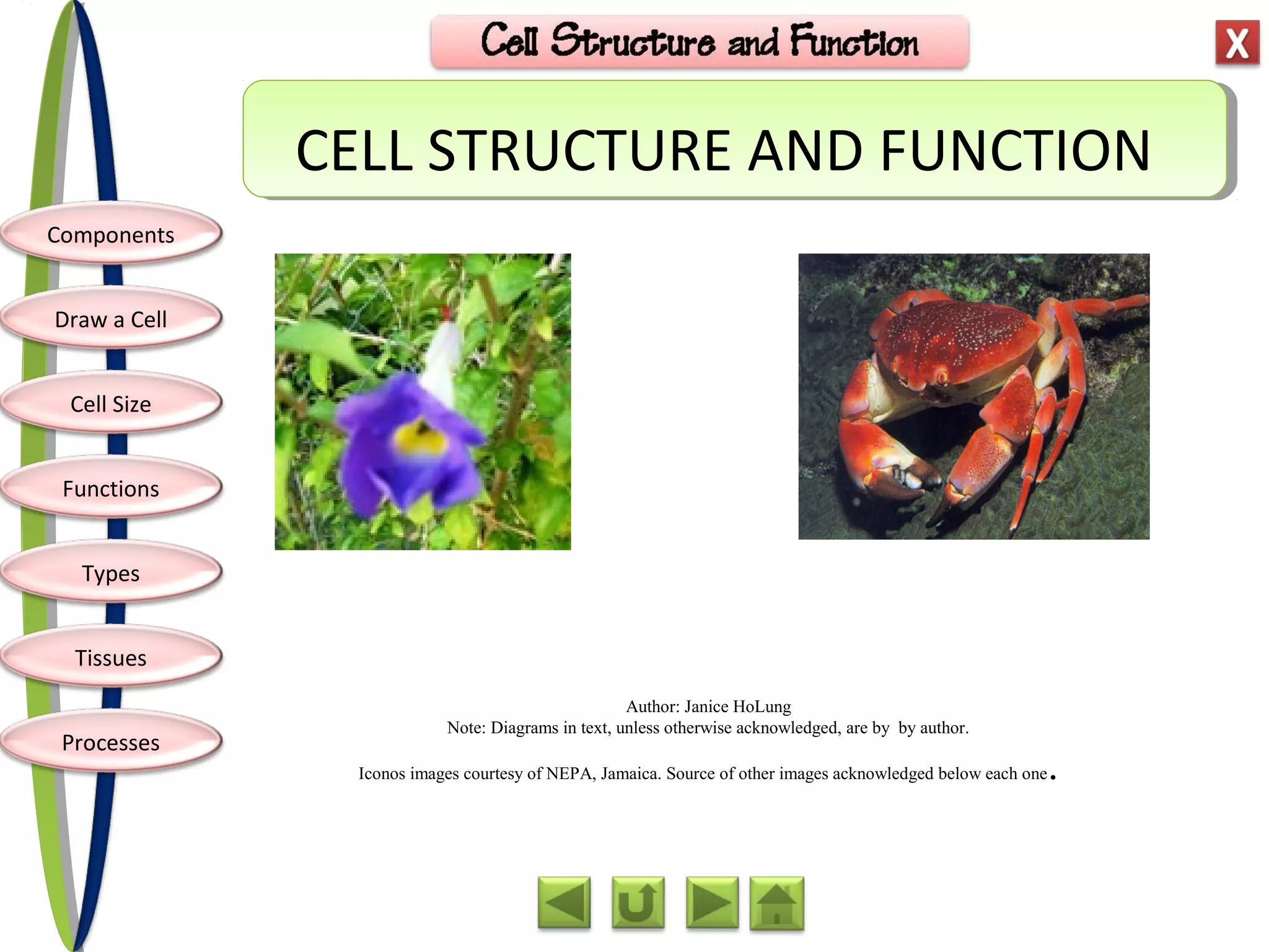 Biology M1 Cell Structure and Function | PPT