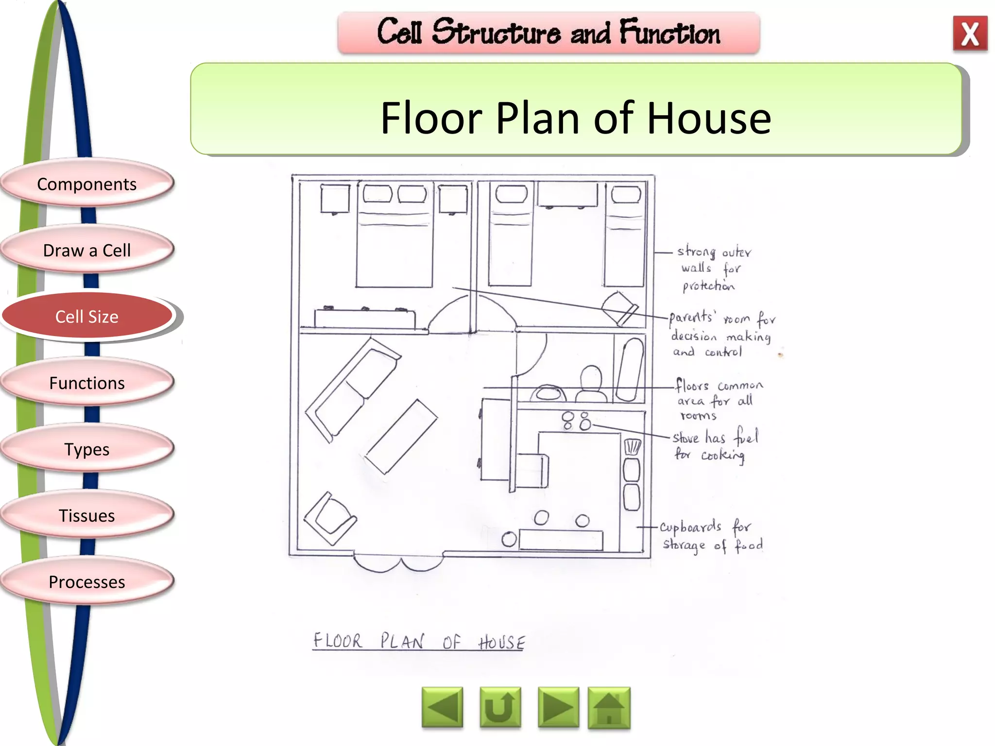 Biology M1 Cell Structure and Function | PPT