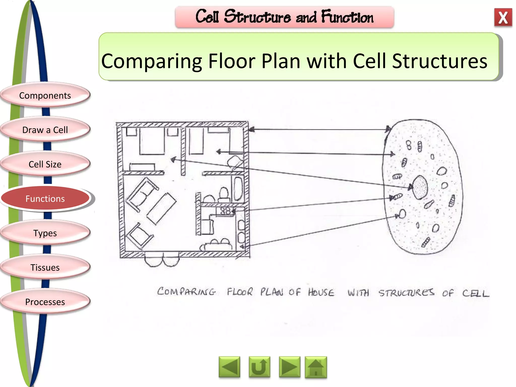 Biology M1 Cell Structure and Function | PPT
