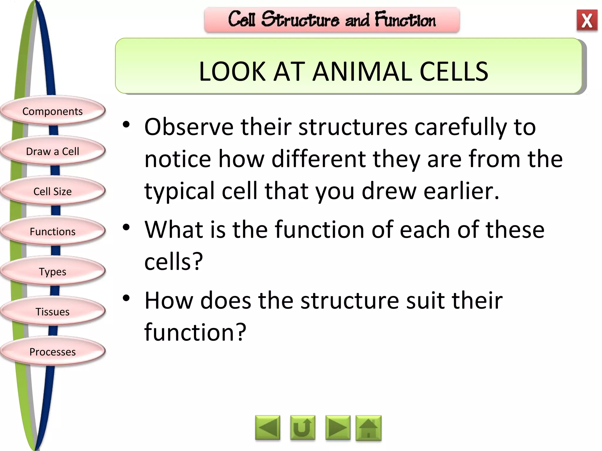 Biology M1 Cell Structure and Function | PPT