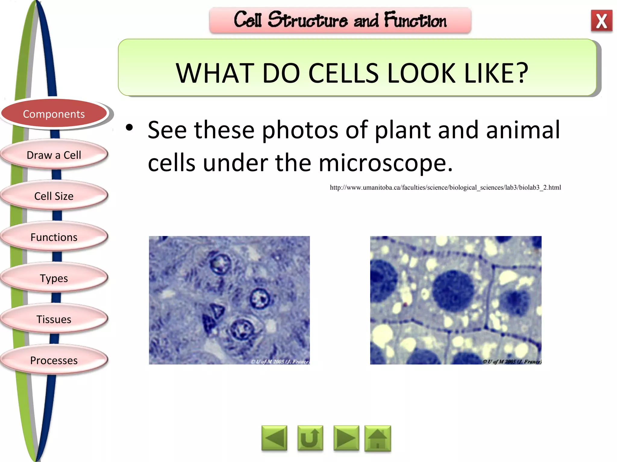 Biology M1 Cell Structure and Function | PPT