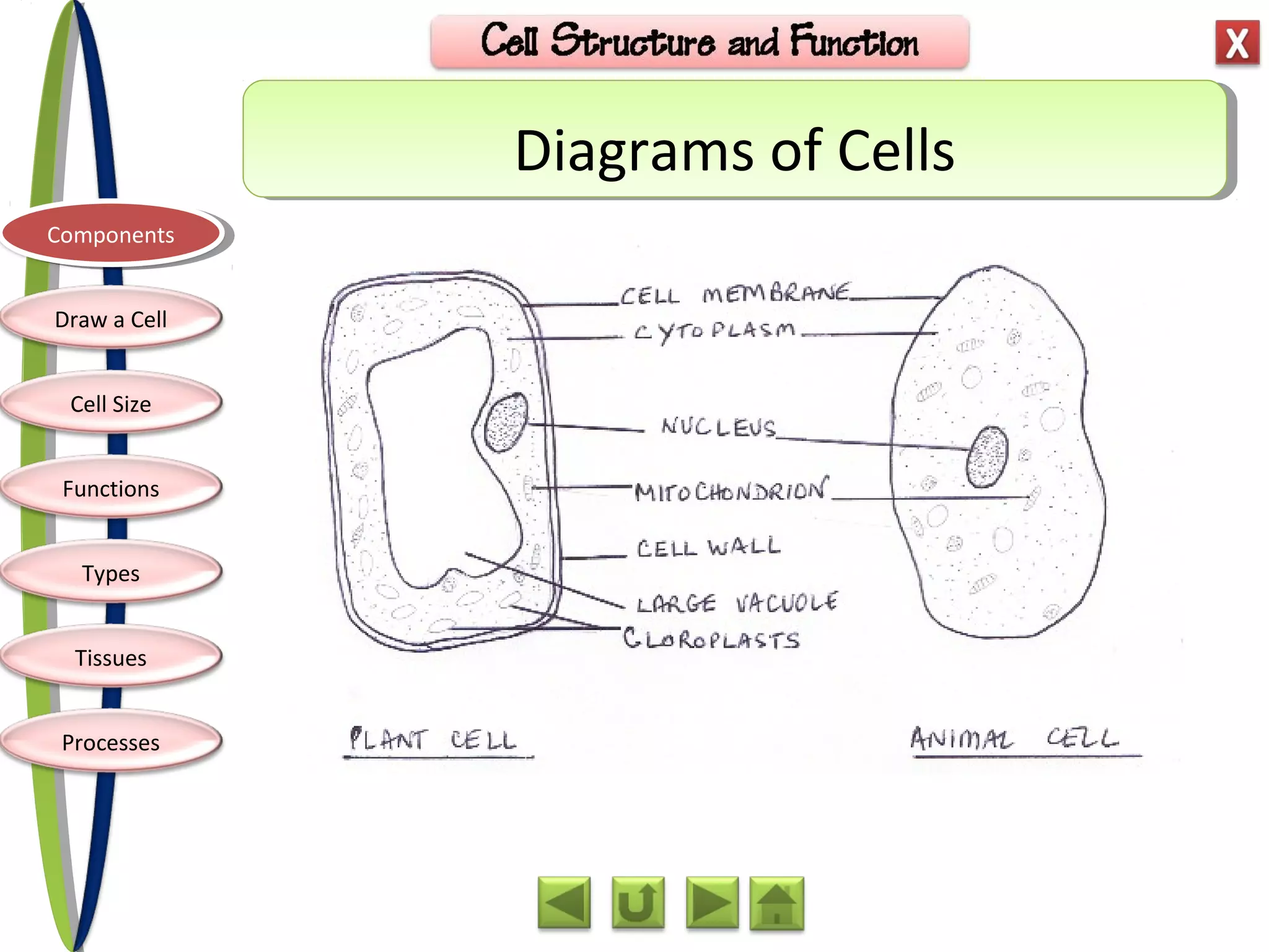 Biology M1 Cell Structure and Function | PPT