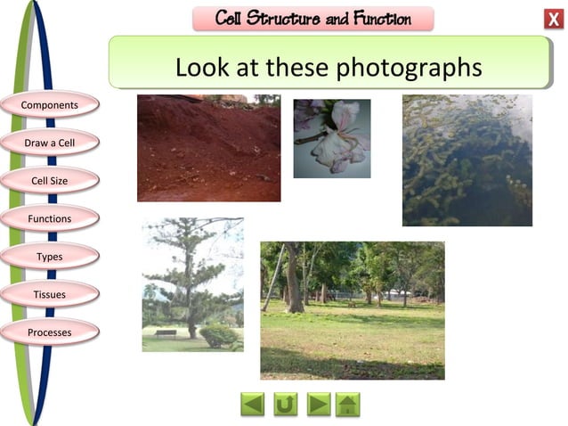 Biology M1 Cell Structure and Function | PPT | Biological Sciences ...
