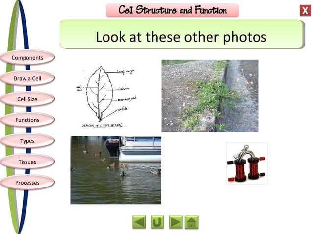 Biology M1 Cell Structure and Function | PPT | Biological Sciences ...