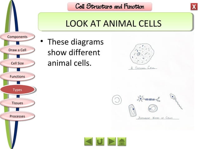 Biology M1 Cell Structure and Function | PPT | Biological Sciences ...