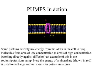 Unit 4 cell transport | PDF