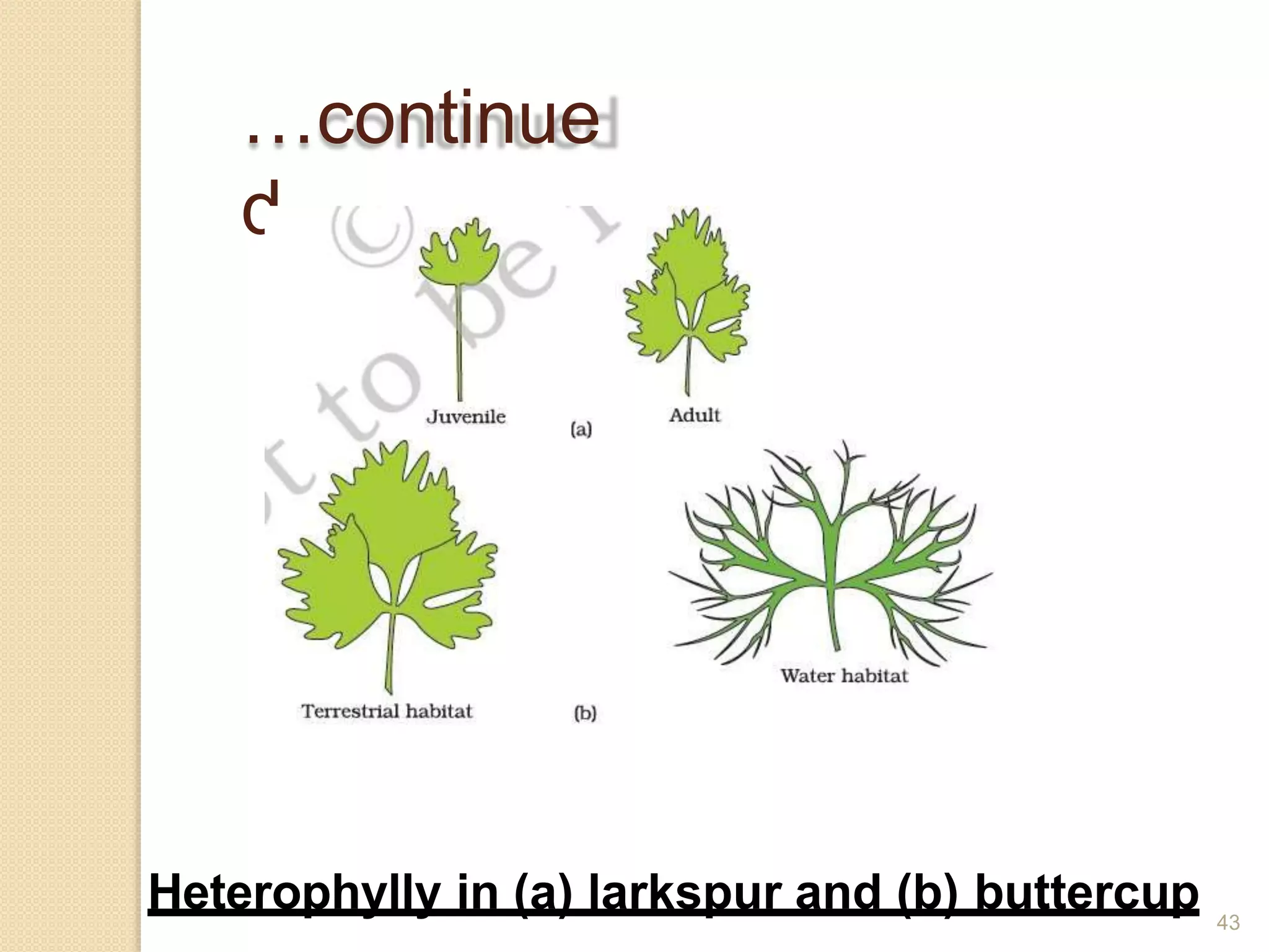 PLANT GROWTH AND DEVELOPMENT 2022 | PPTX