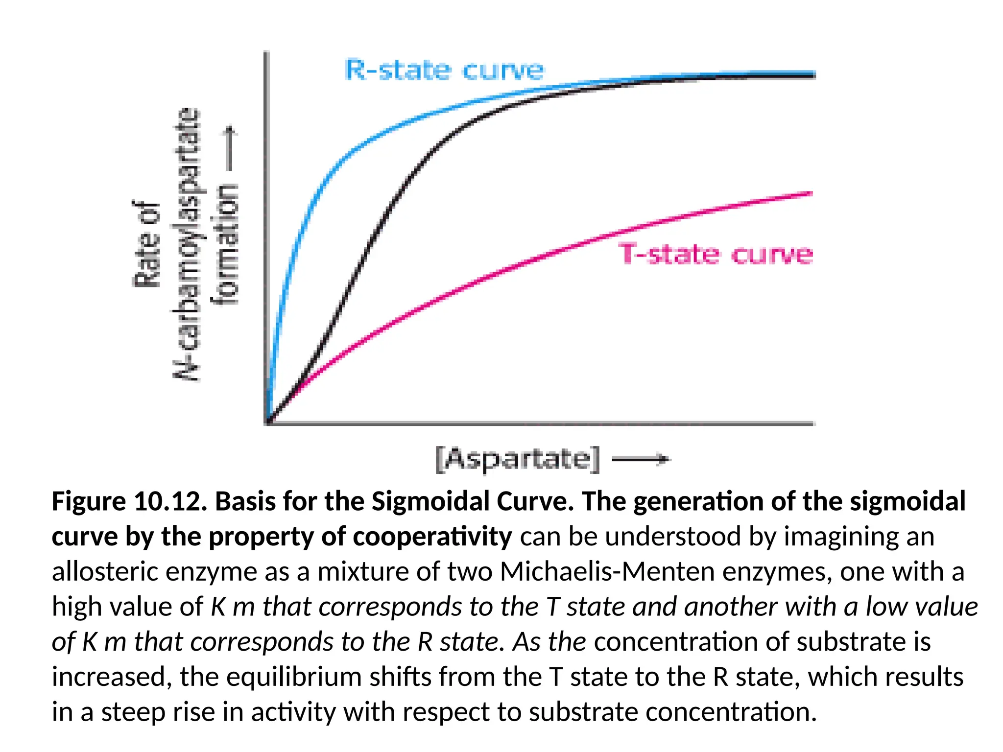 unit 4 class 2 Sigmoidal kinetics ATCase.pptx