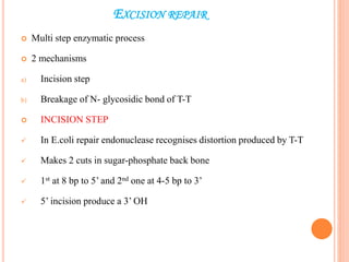 dna repair | PPTX