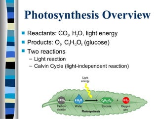 Unit 4 energy | PPT | Chemistry | Science