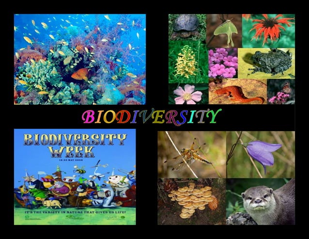 biodiversity: issues, challenges, and threats | PDF | Biological ...