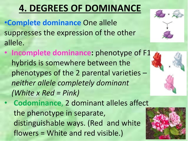 genetics and inheritance, in plants and animals | PPT