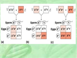 genetics and inheritance, in plants and animals | PPTX