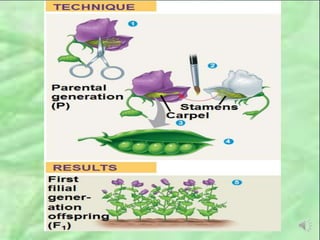 UNIT 4 GENETICS AND INHERITANCE (2).pptx