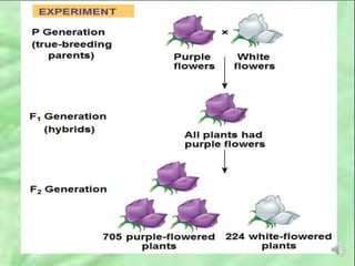 UNIT 4 GENETICS AND INHERITANCE (2).pptx