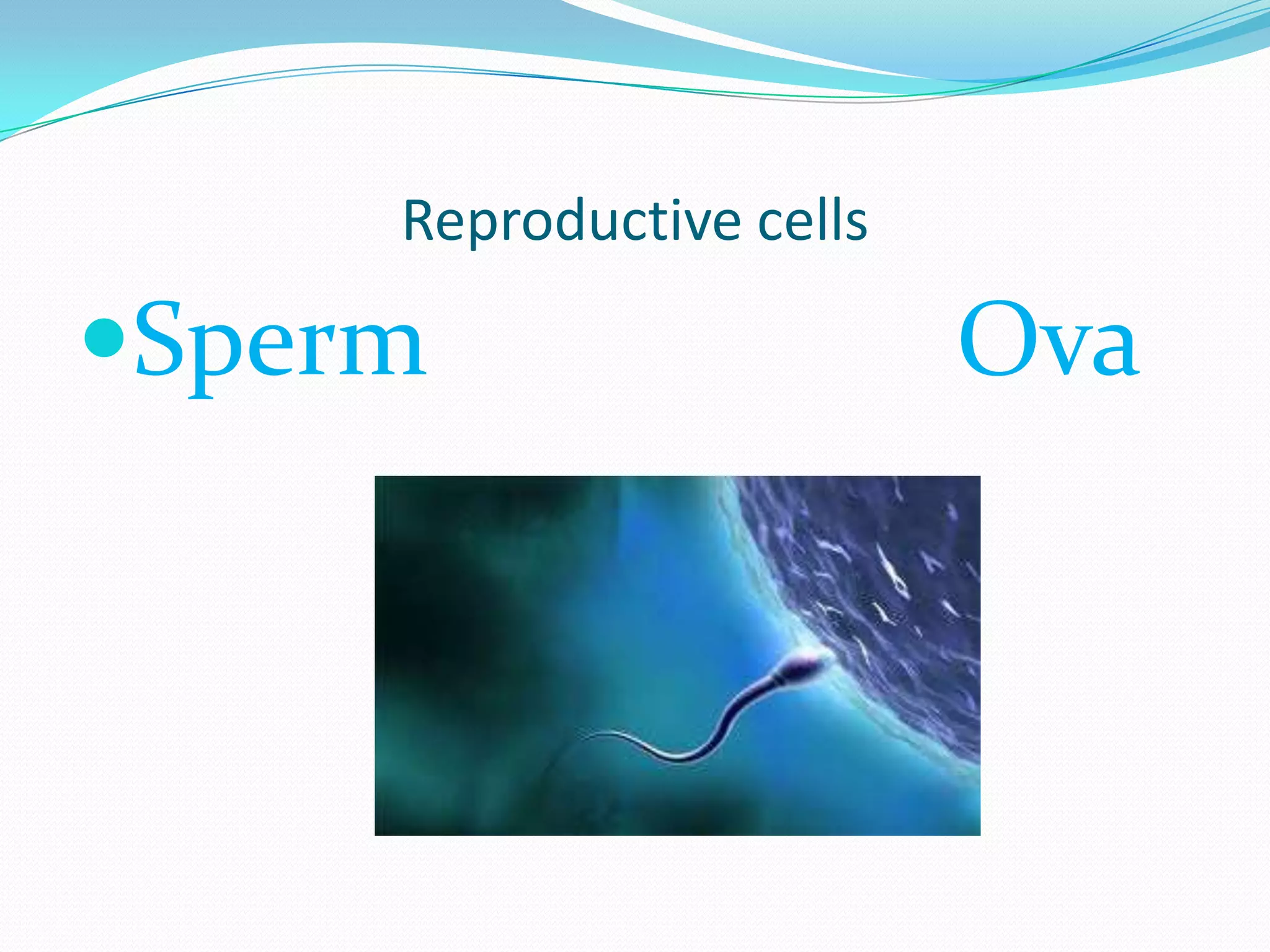 Unit 4 Human Reproduction Alberto And Diego S Ppt