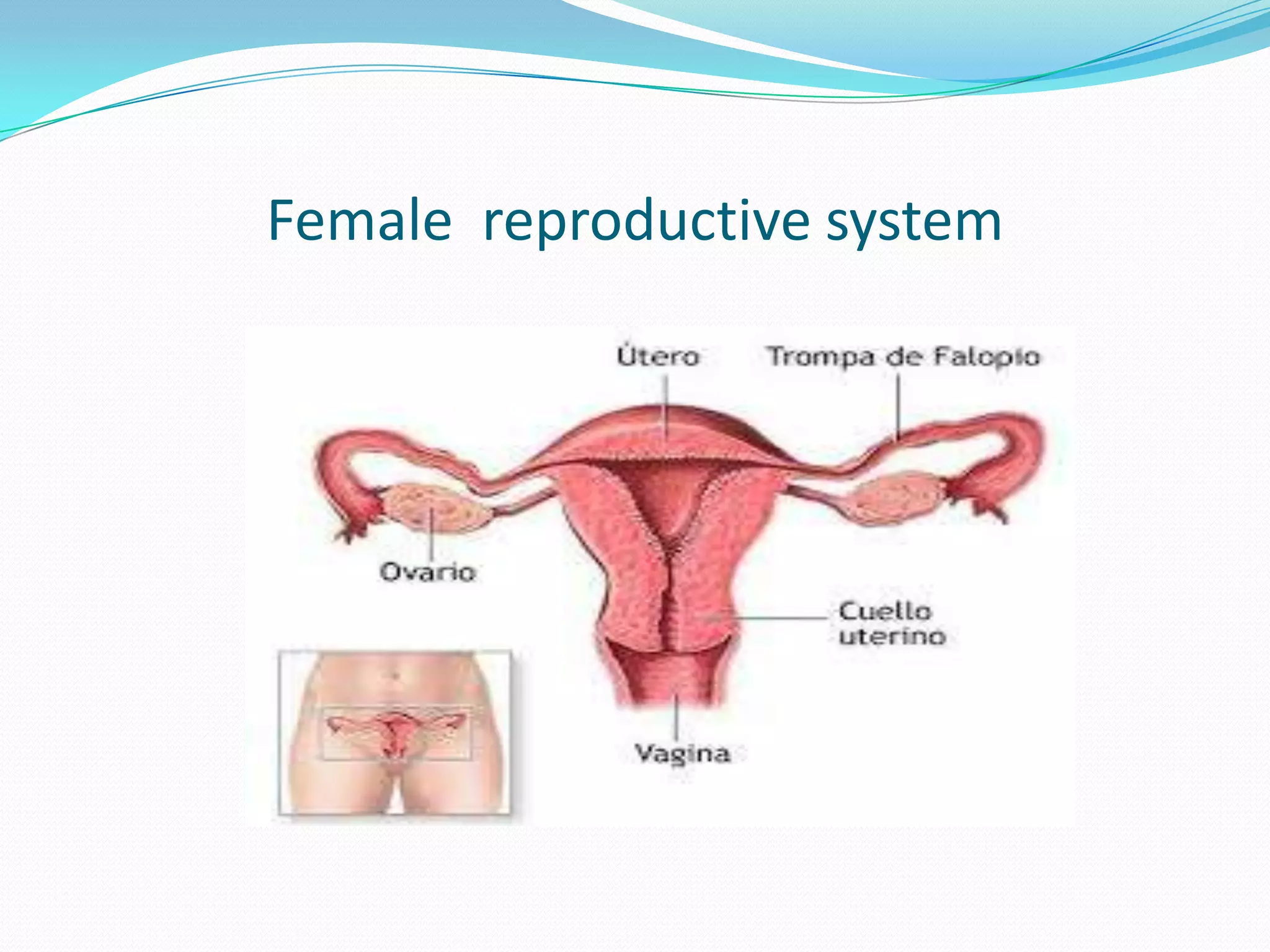 Unit 4 Human Reproduction Alberto And Diego S Ppt