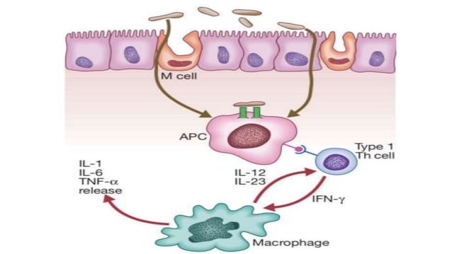 unit4 IBD PPT BKG.pptx Pathophysiology B.pharma 2nd sem | PPT