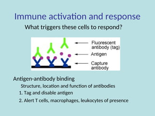 Stem cell and the immune system-Body system | PPT