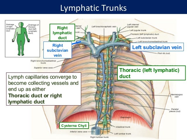 Unit 4 lymphatic system nrs 237