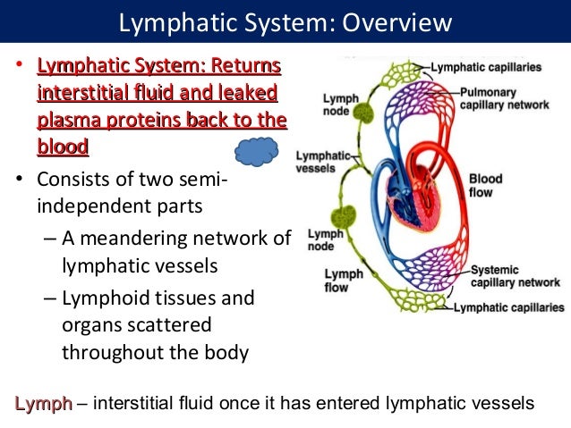 Unit 4 lymphatic system nrs 237