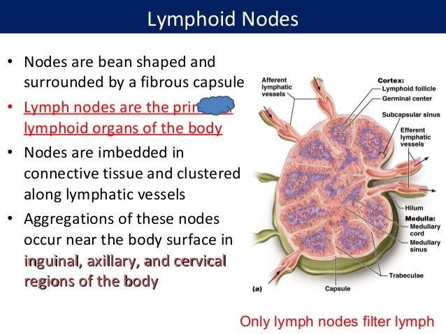 Unit 4 lymphatic system nrs 237