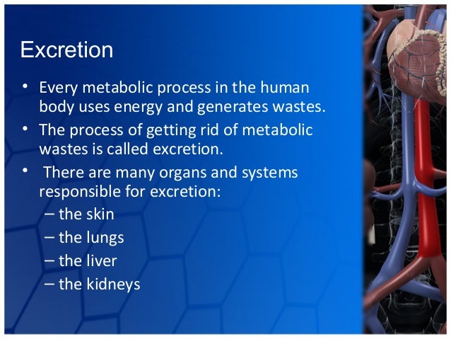 Excretion Meaning