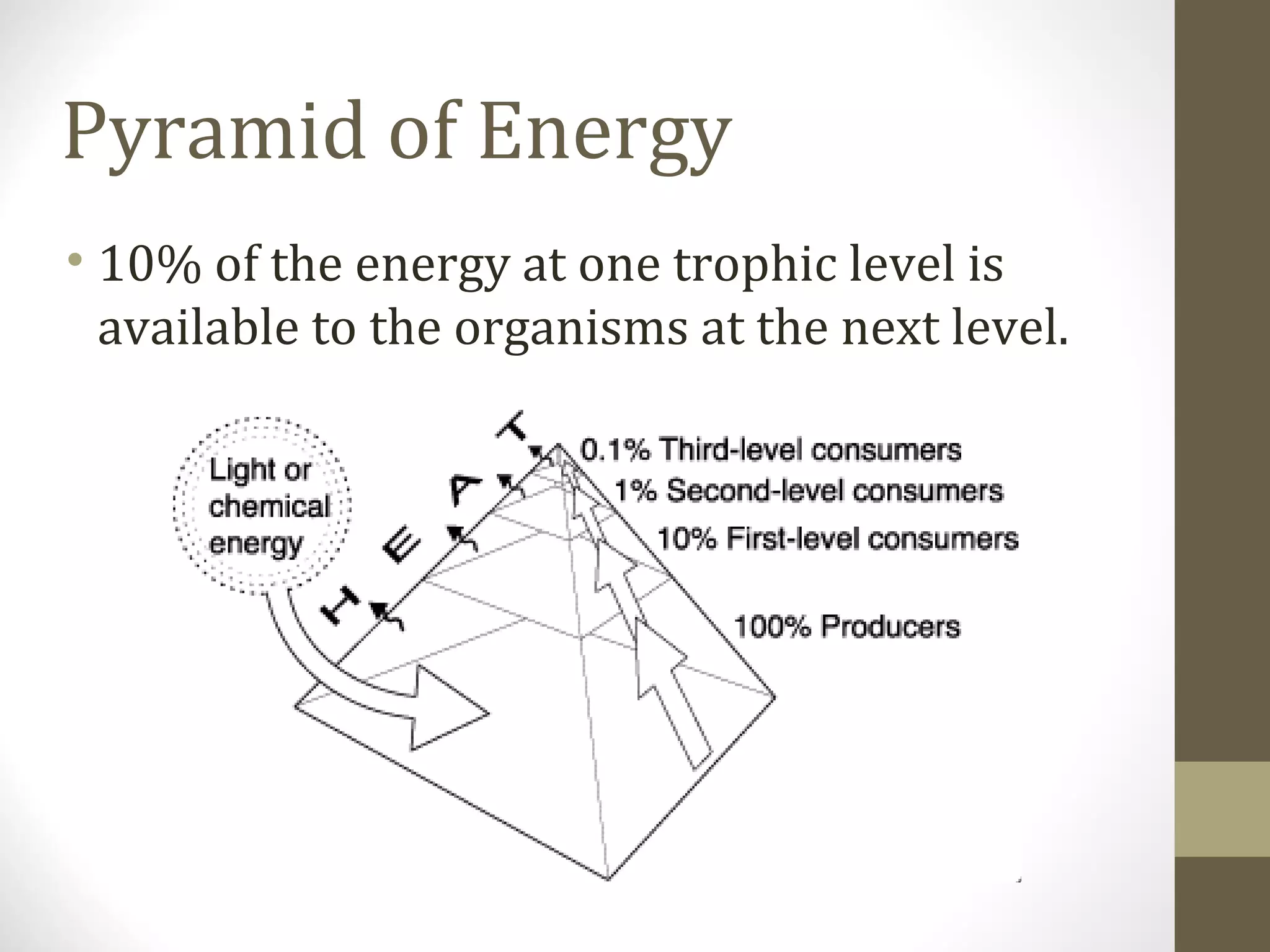 Energy Flow - Food Chains/Webs | PPT