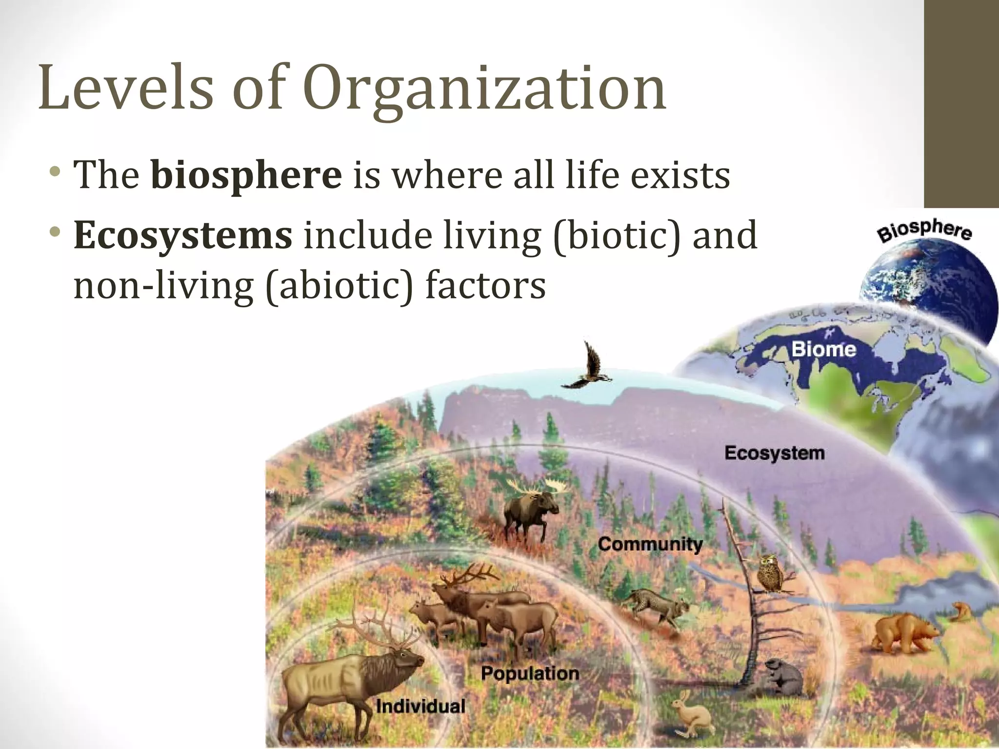 Energy Flow - Food Chains/Webs | PPT
