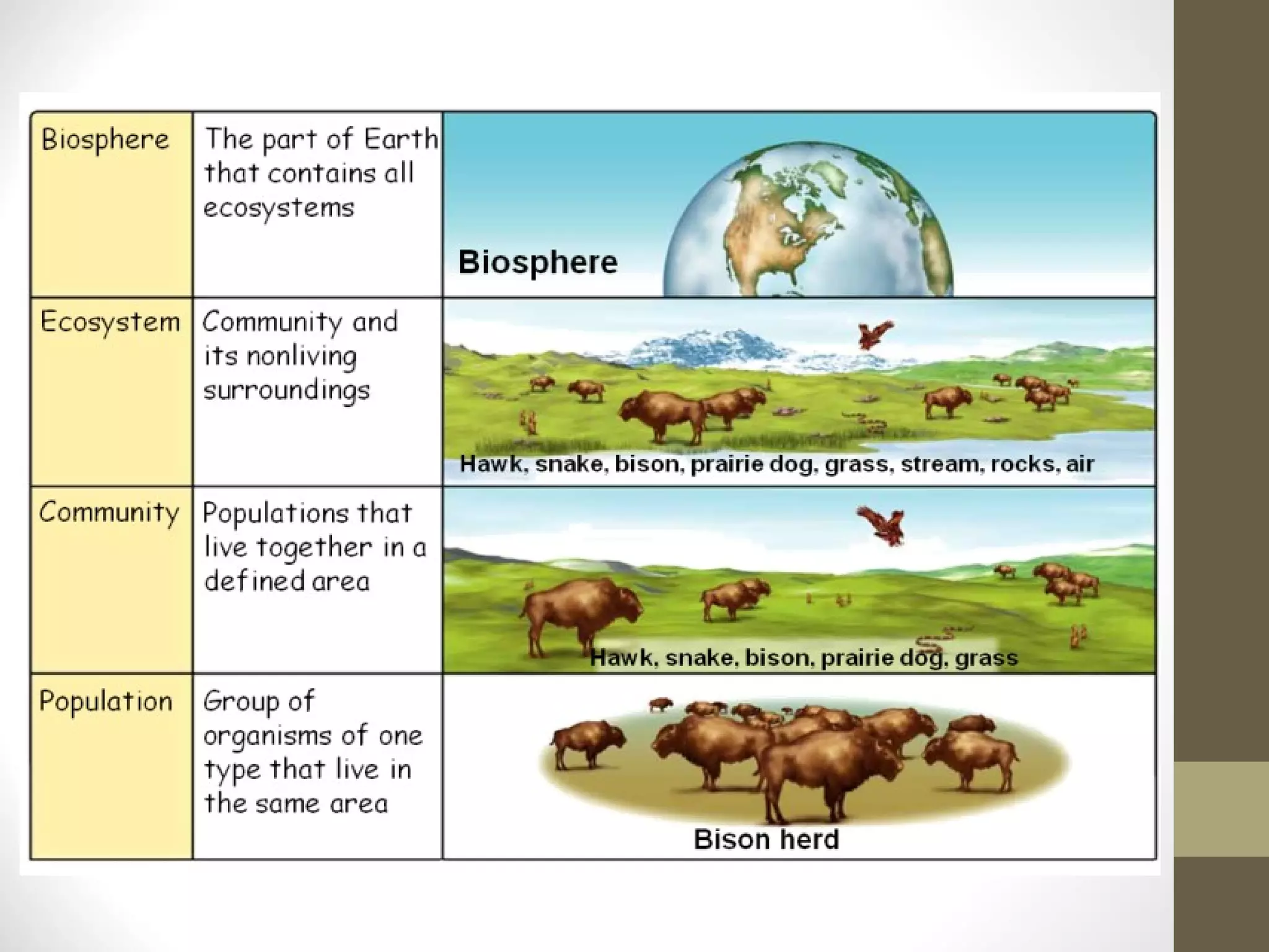 Energy Flow - Food Chains/Webs | PPT