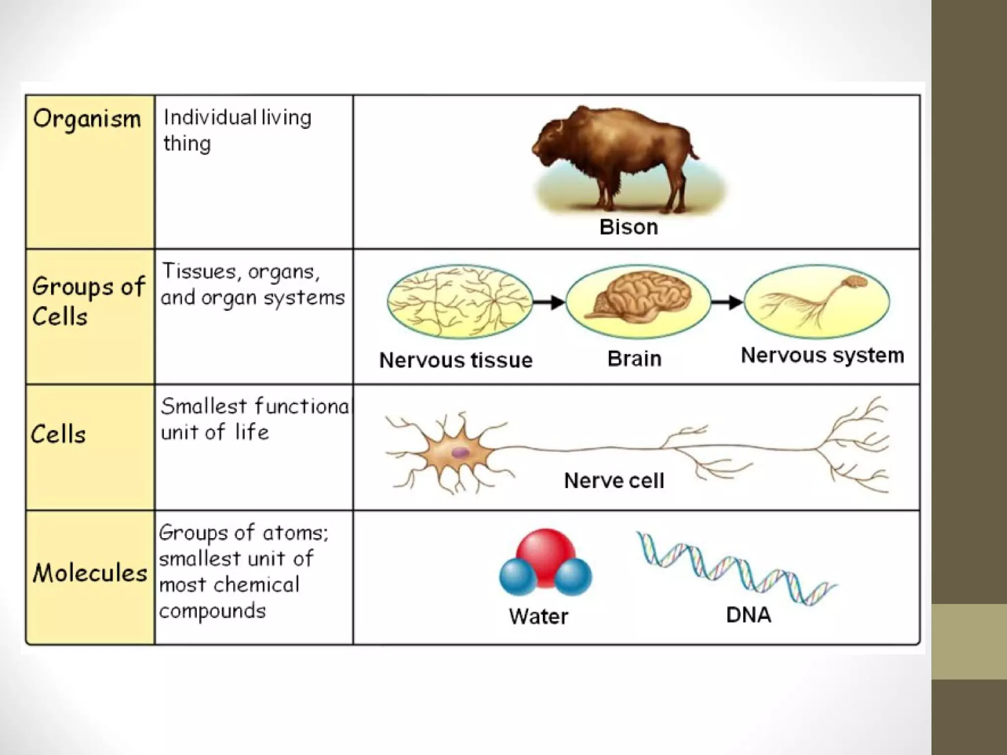 Energy Flow - Food Chains/Webs | PPT