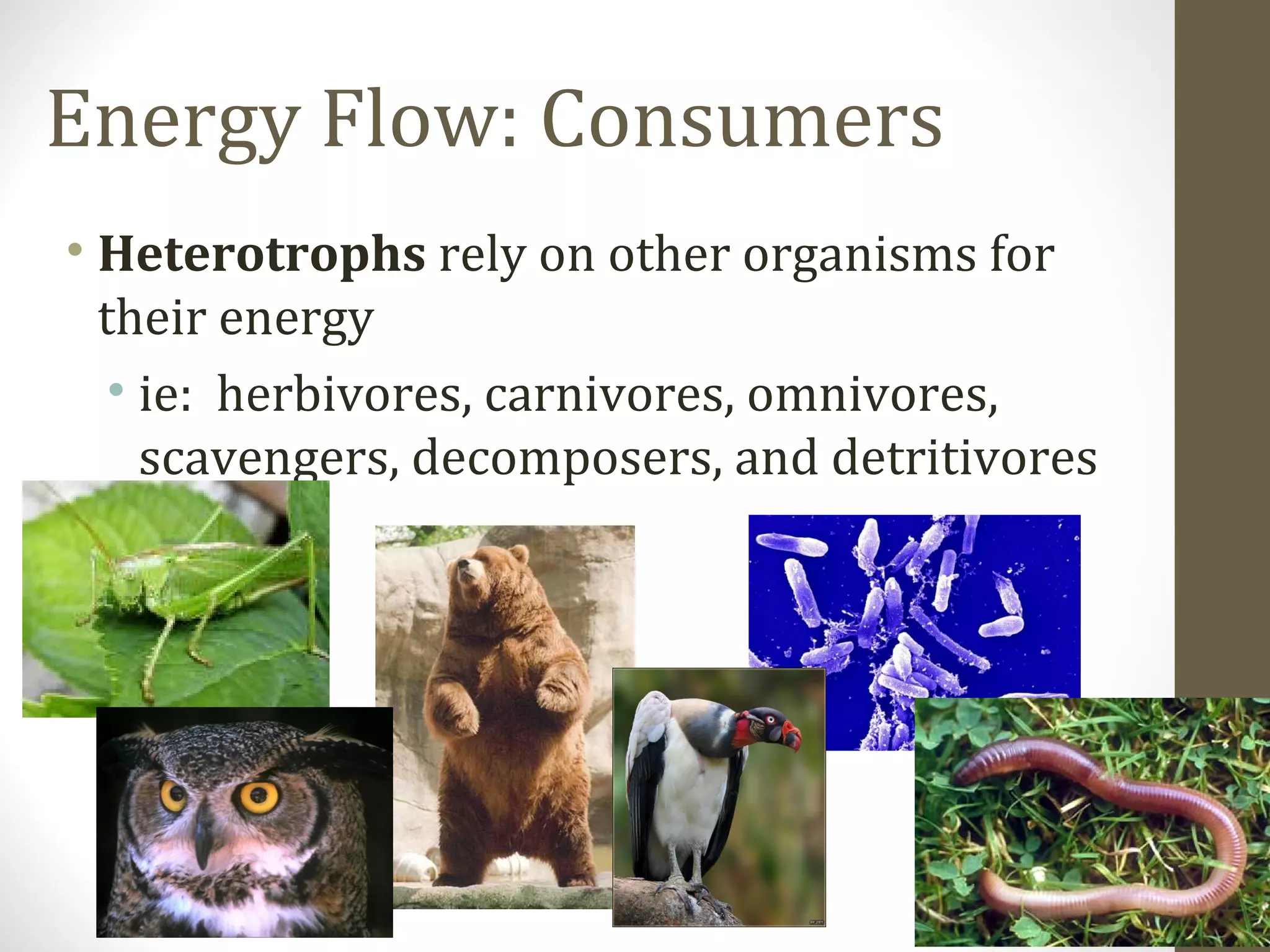Energy Flow - Food Chains/Webs | PPT